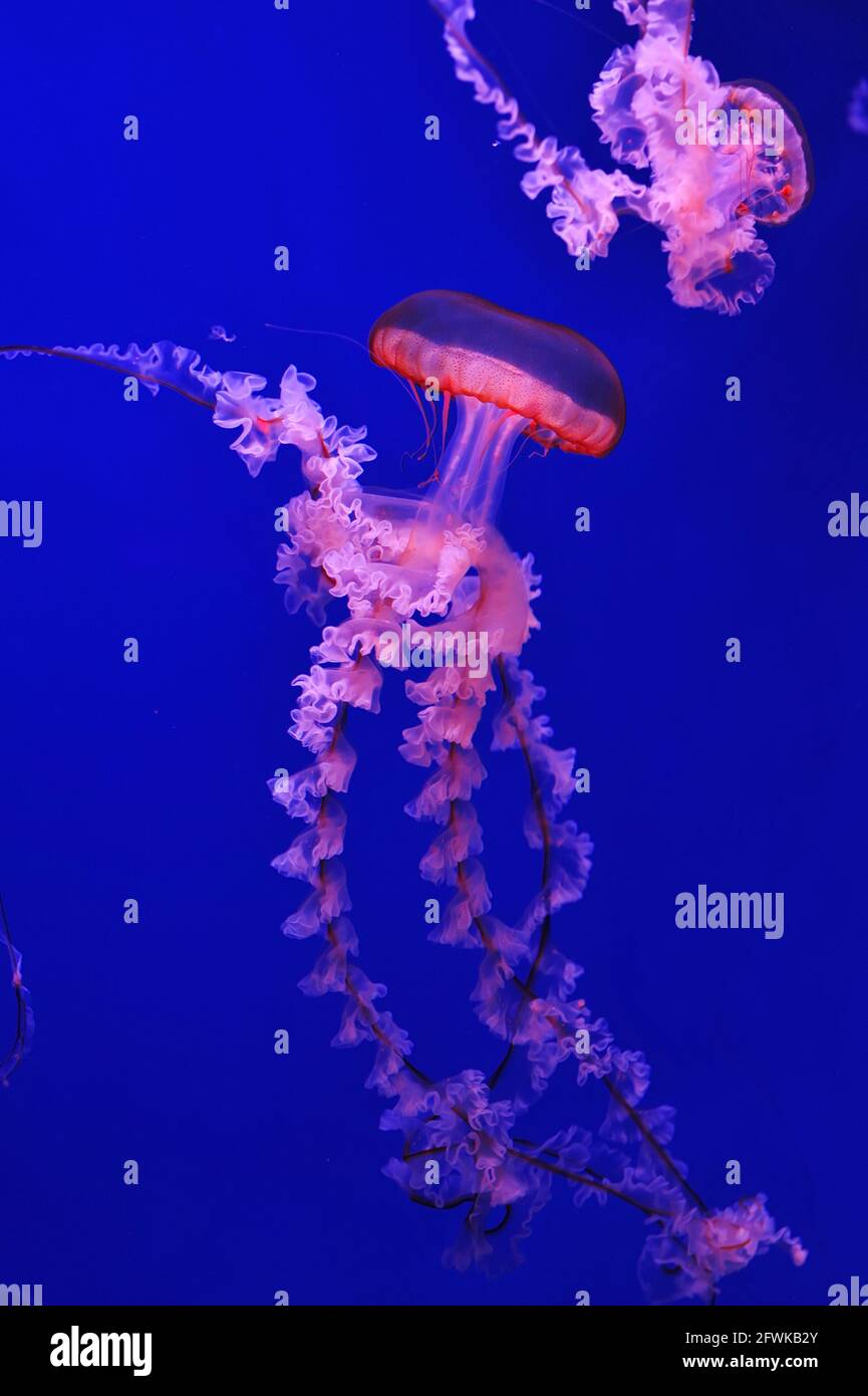 Atlantic Sea Nettle