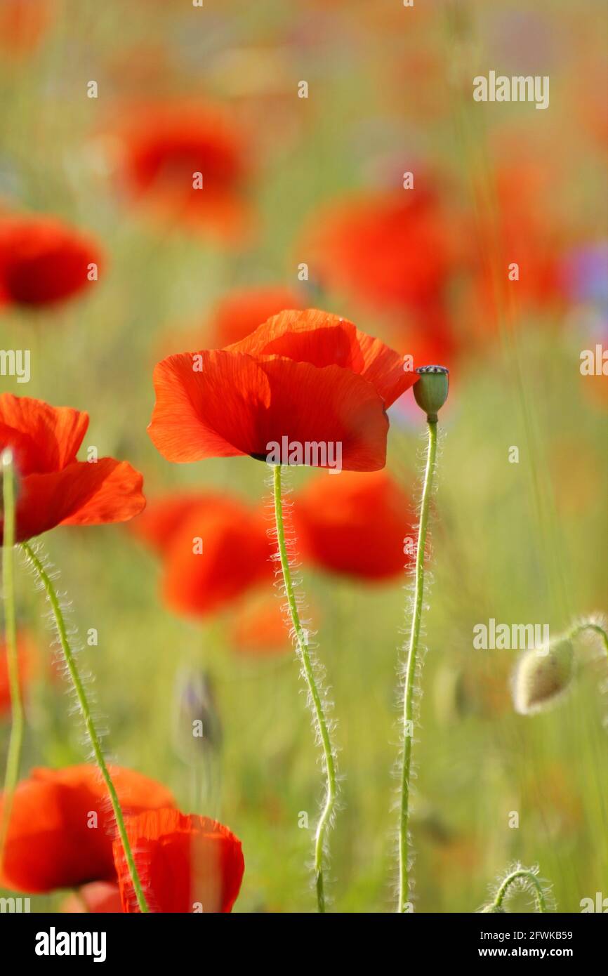 Closeup of wild poppies UK & IRISH RIGHTS ONLY, OTHER RIGHTS CONTACT ...