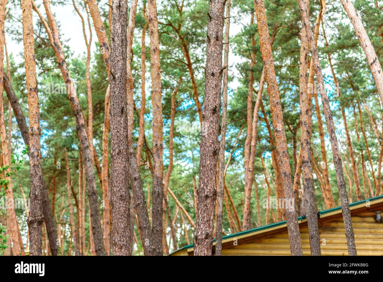 Beautiful forest with tall pine trees outside the city on a warm summer ...