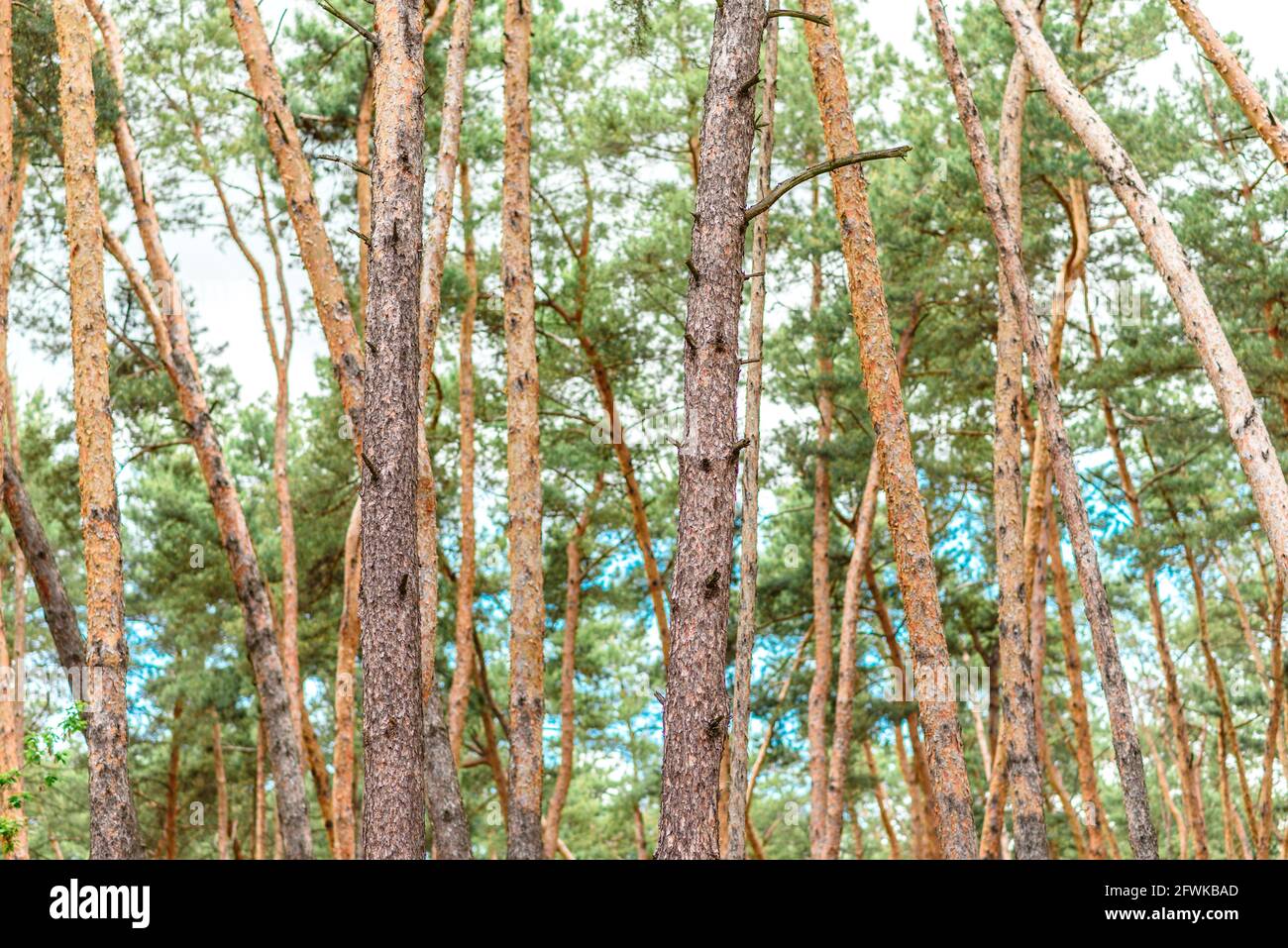 Beautiful forest with tall pine trees outside the city on a warm summer ...