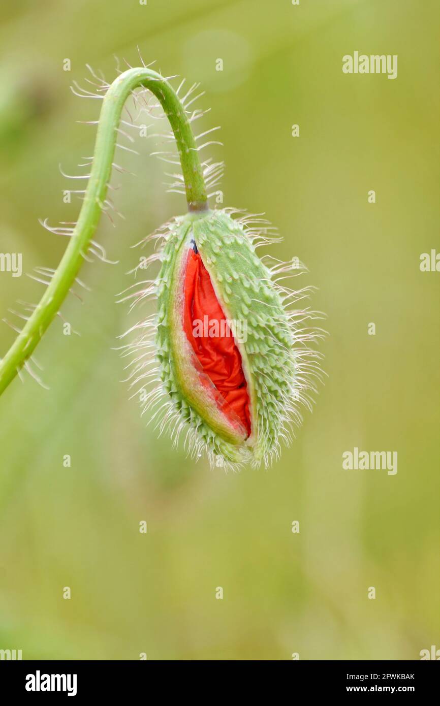 Irish poppy hi-res stock photography and images - Alamy