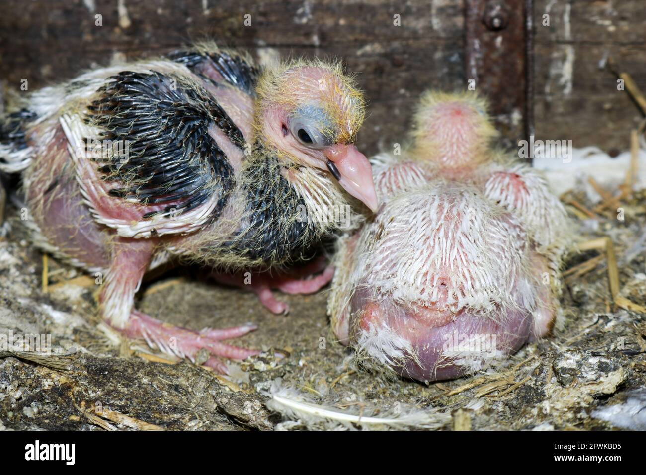 Black and white baby chicks of pigeon Stock Photo - Alamy