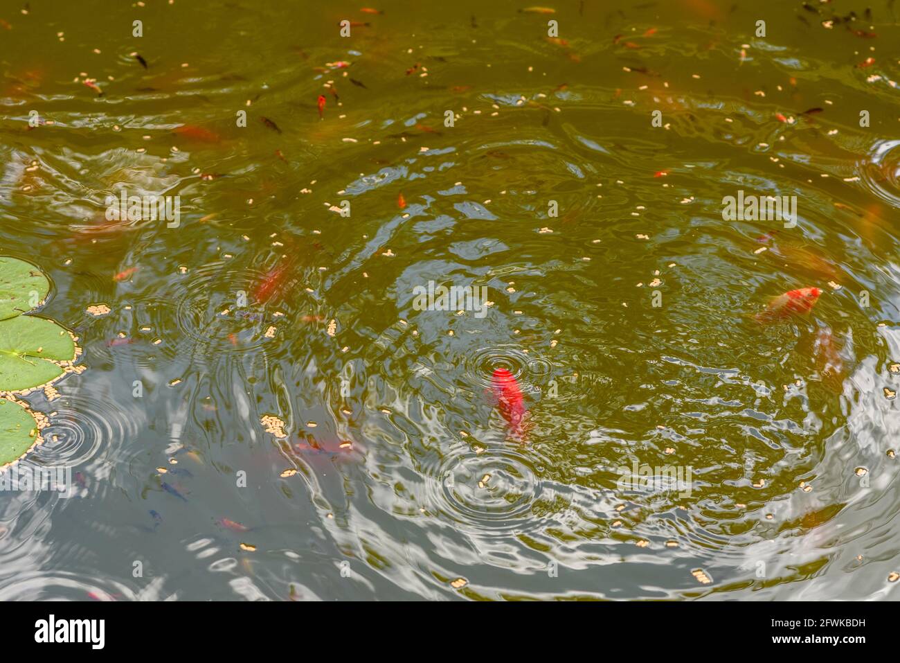 Feeding beautiful red carp fish in a home pond on a warm summer day ...