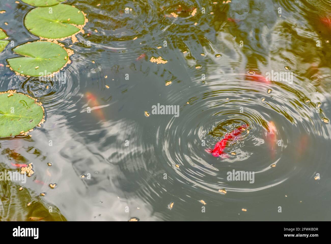 Red Carp High Resolution Stock Photography and Images - Alamy