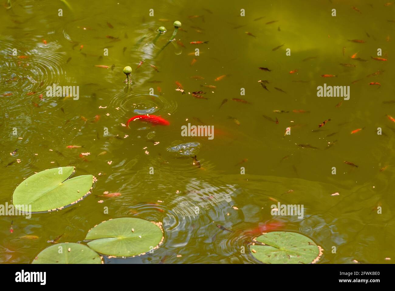 Red Carp High Resolution Stock Photography and Images - Alamy