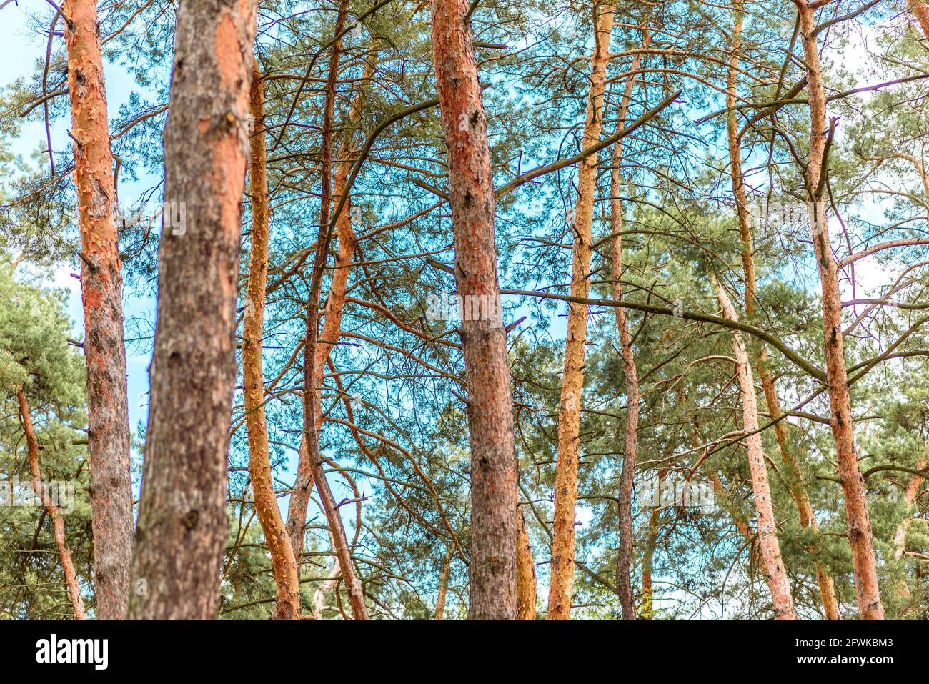 Beautiful forest with tall pine trees outside the city on a warm summer ...