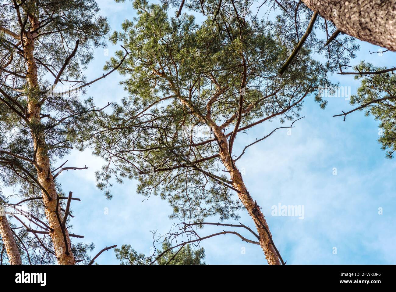 Beautiful forest with tall pine trees outside the city on a warm summer ...