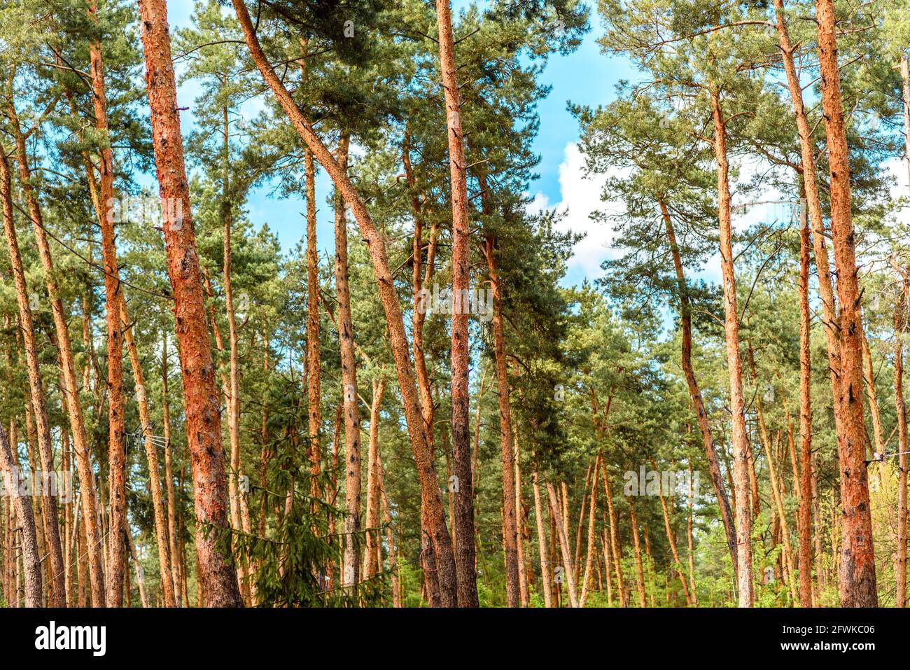 Beautiful forest with tall pine trees outside the city on a warm summer ...