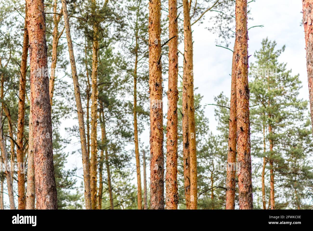 Beautiful forest with tall pine trees outside the city on a warm summer ...