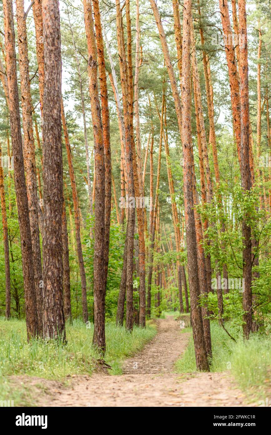 Beautiful forest with tall pine trees outside the city on a warm summer ...