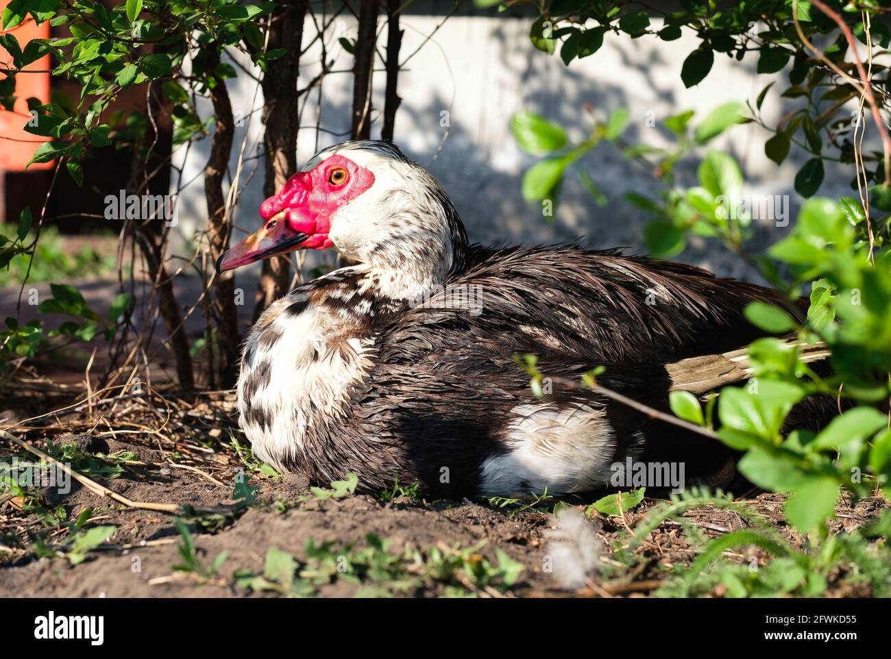 Indo ducks hi-res stock photography and images - Alamy