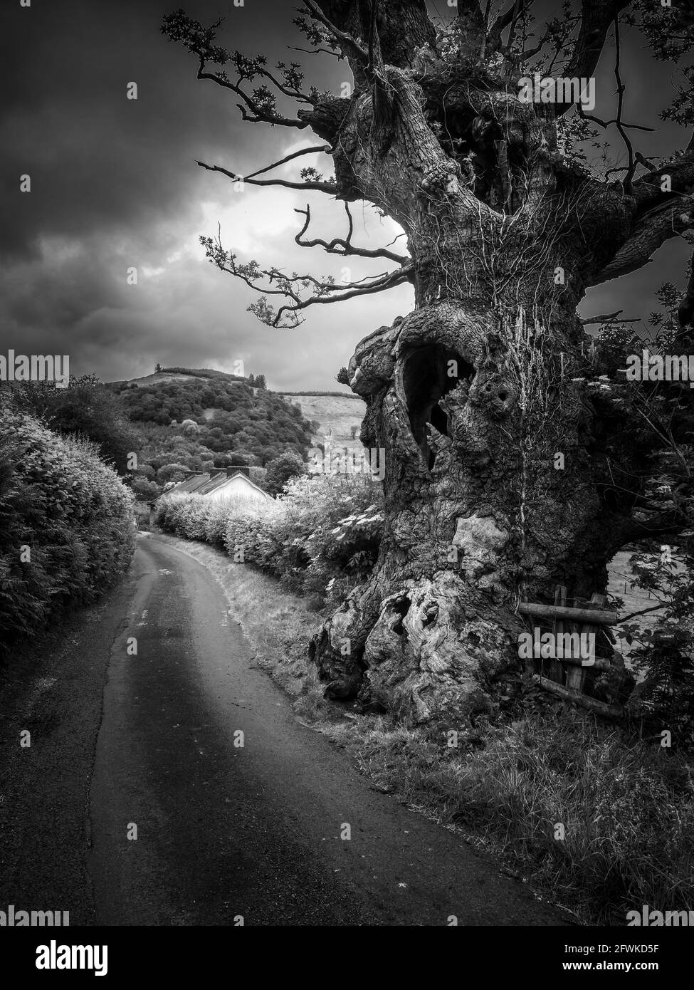 Trunk ancient old tree Black and White Stock Photos & Images - Alamy