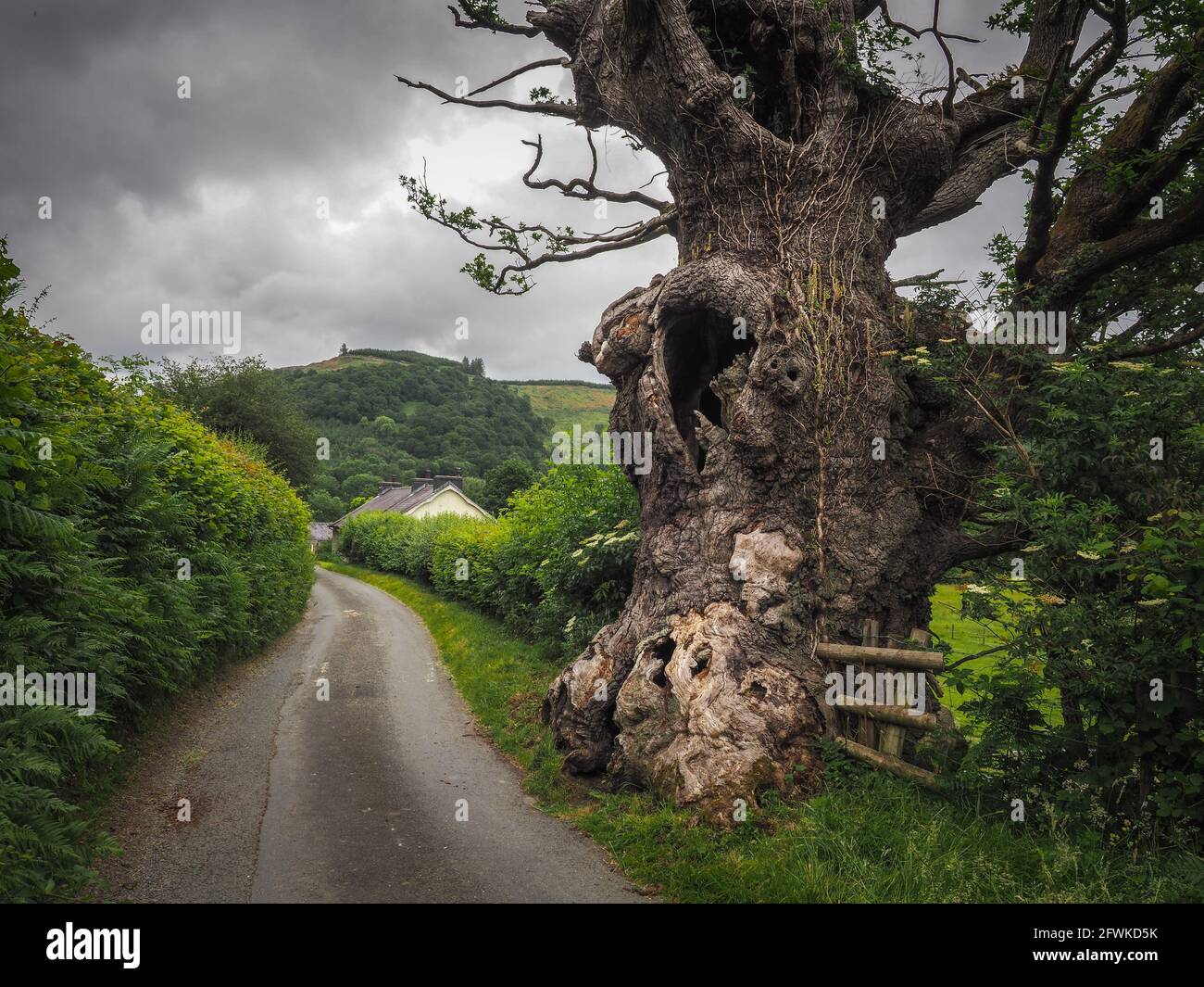 Old Oak tree, West Wales Stock Photo - Alamy