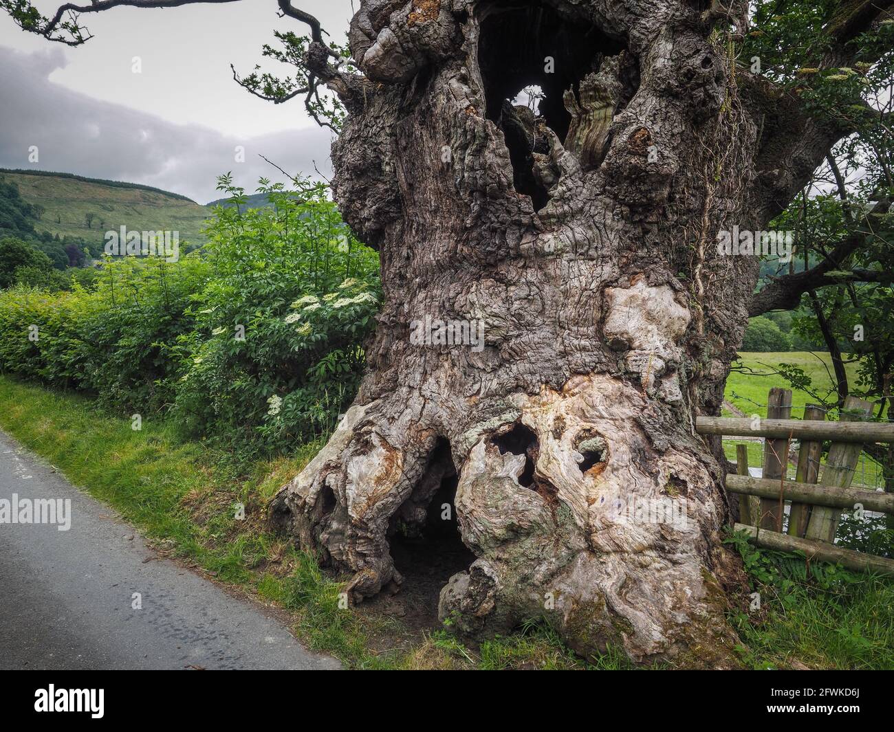 Old Oak tree, West Wales Stock Photo - Alamy