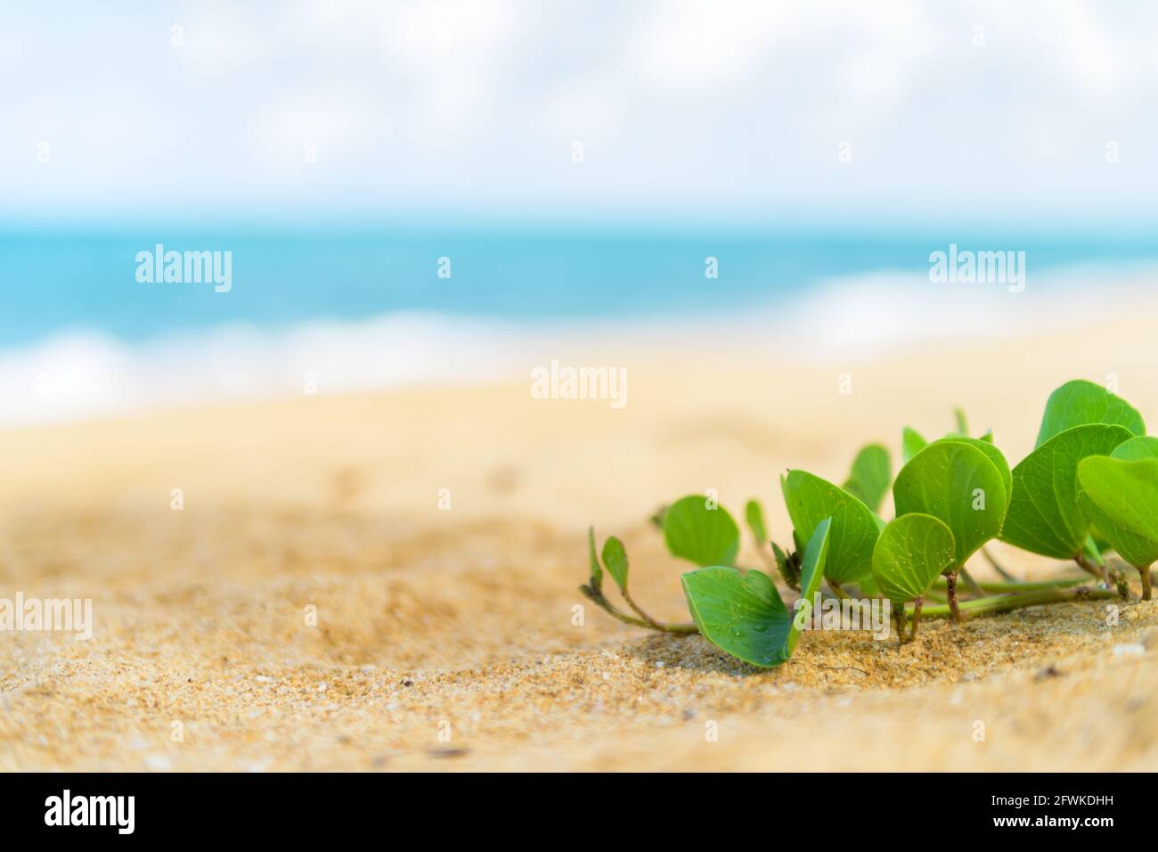 Tropical ulcers hi-res stock photography and images - Alamy