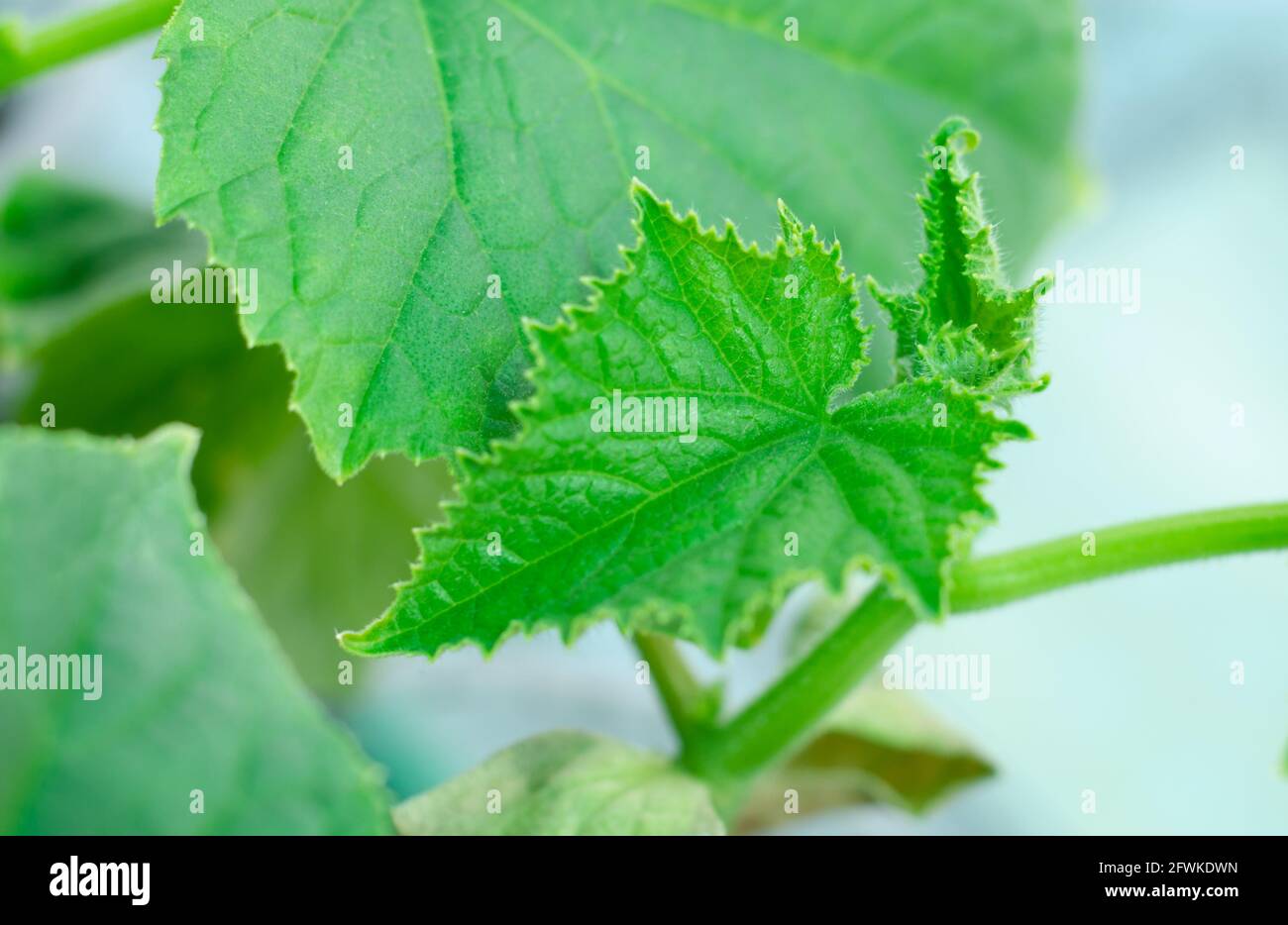 New young sprout cucumber hi-res stock photography and images - Alamy