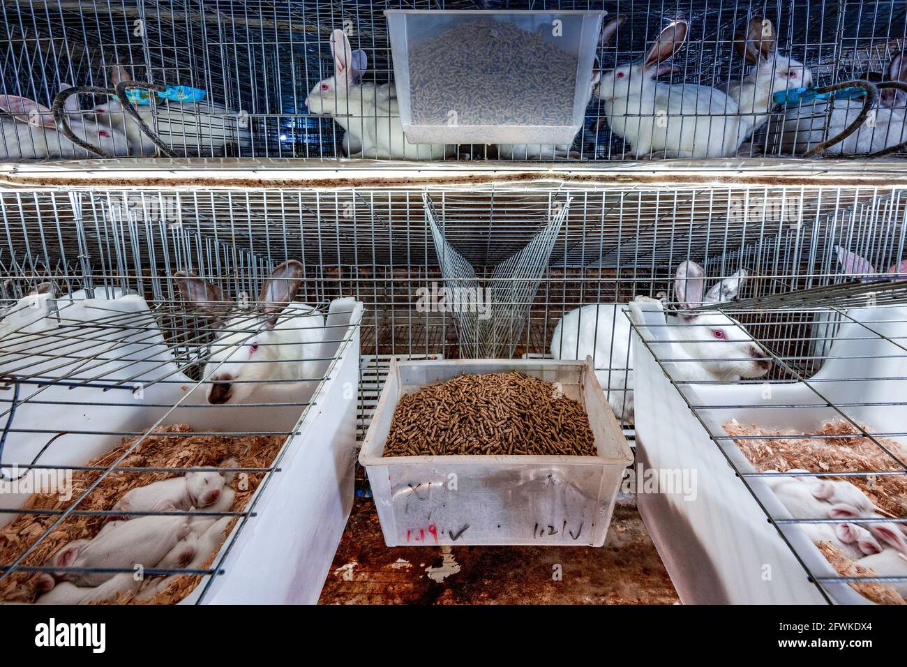 Chongqing rural rabbit on the farm Stock Photo - Alamy