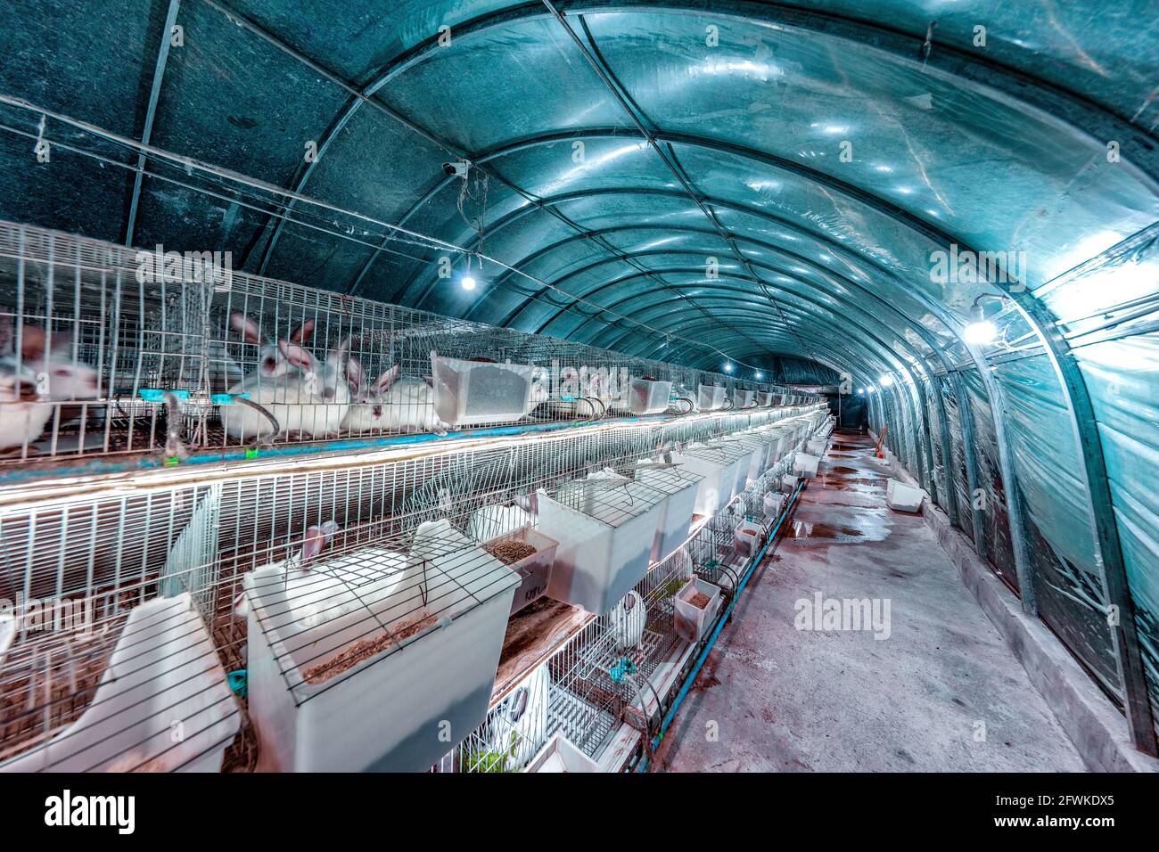 Rabbit mother feed hi-res stock photography and images - Alamy