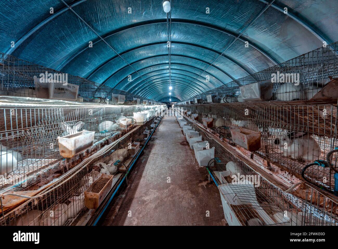 Rabbit mother feed hi-res stock photography and images - Alamy