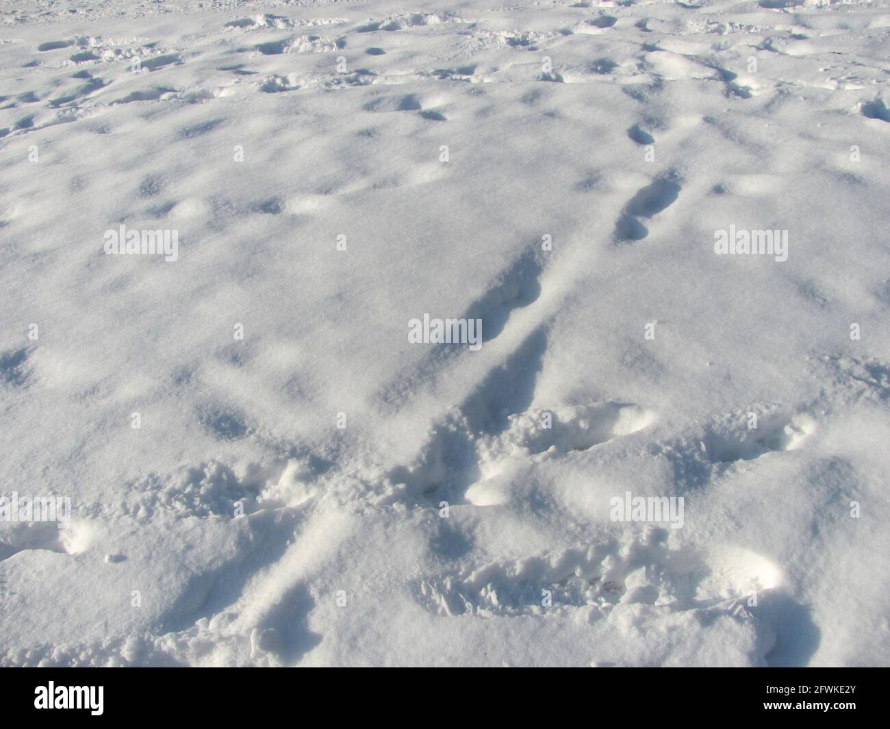background: white snow with footprints Stock Photo - Alamy