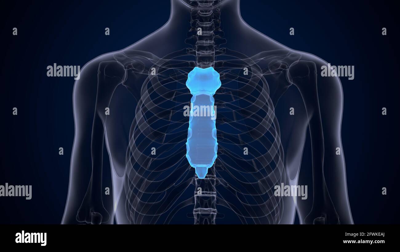 male human skeleton anatomy. 3d illustration Stock Photo - Alamy