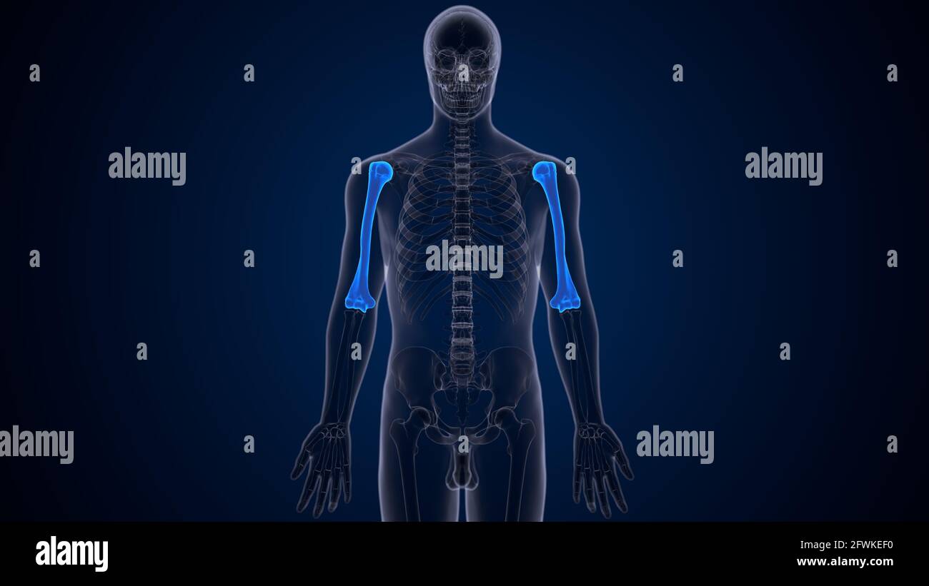 male human skeleton anatomy. 3d illustration Stock Photo - Alamy