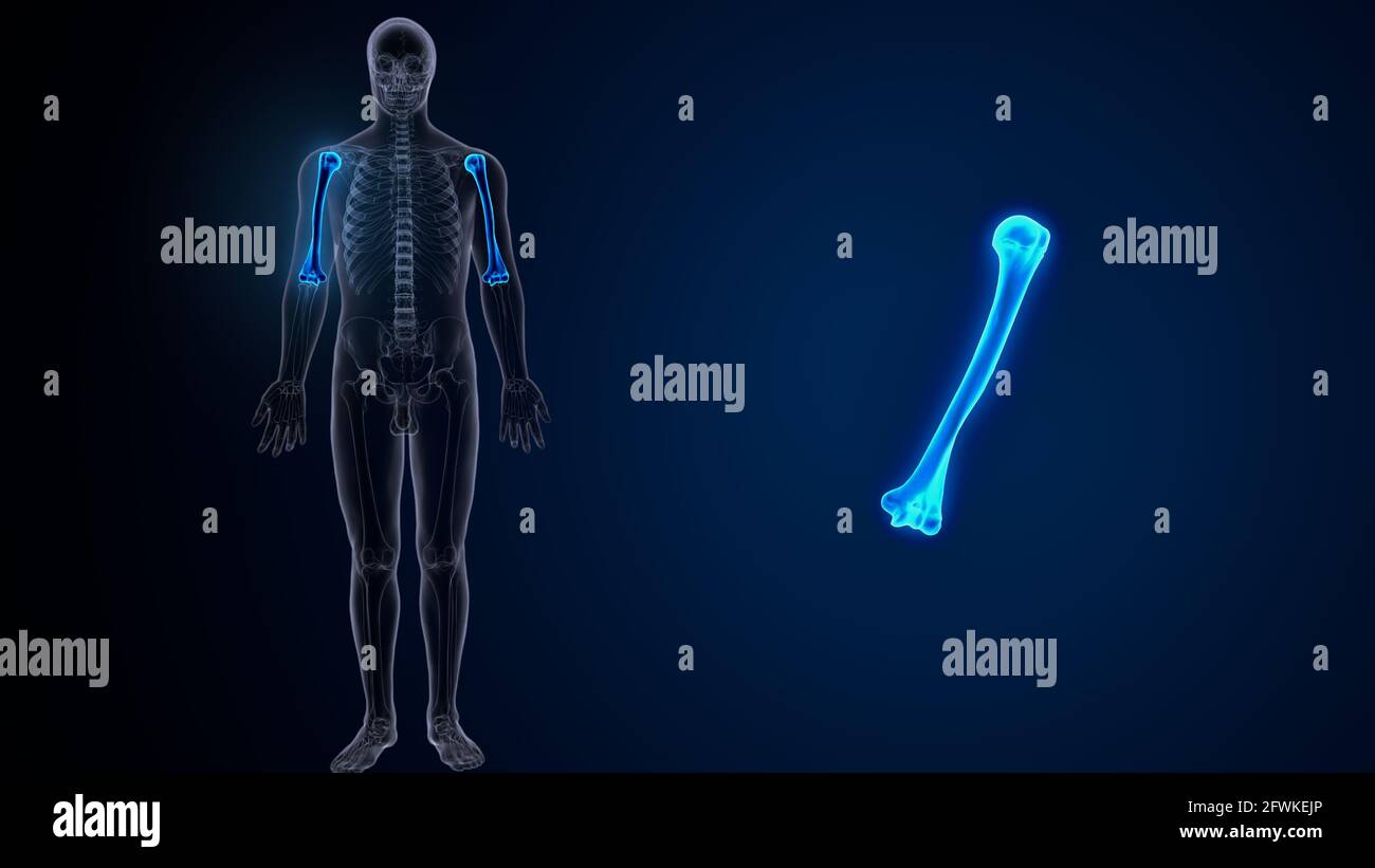 male human skeleton anatomy. 3d illustration Stock Photo - Alamy