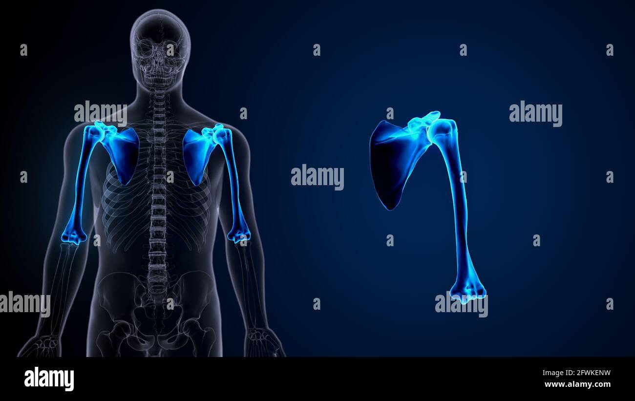 male human skeleton anatomy. 3d illustration Stock Photo - Alamy