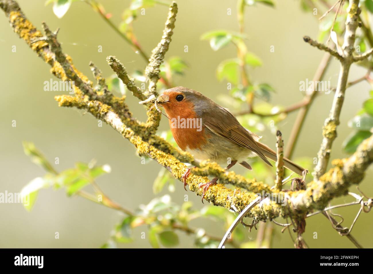European Robin with Mayflies caught to feed its family during spring ...