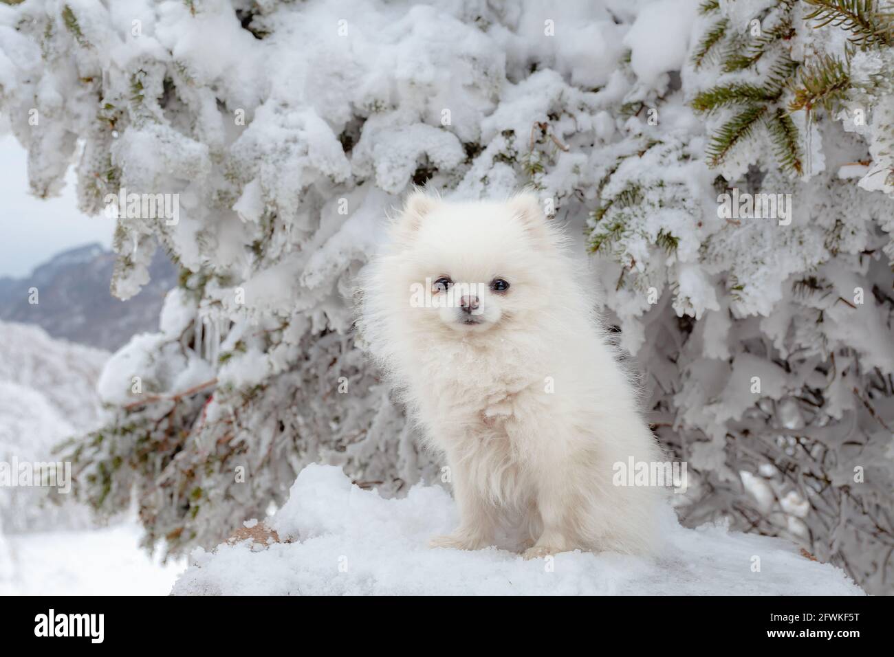 The pet dog Stock Photo - Alamy