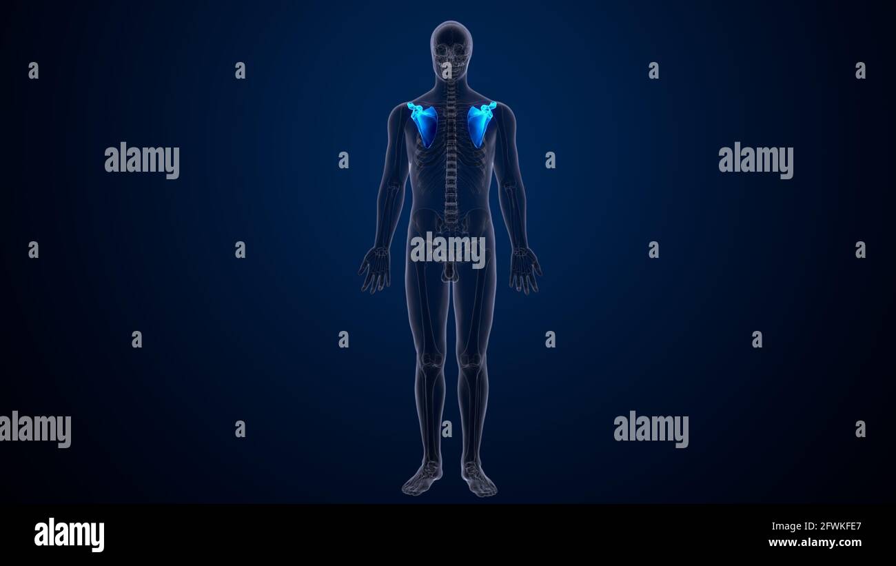male human skeleton anatomy. 3d illustration Stock Photo - Alamy