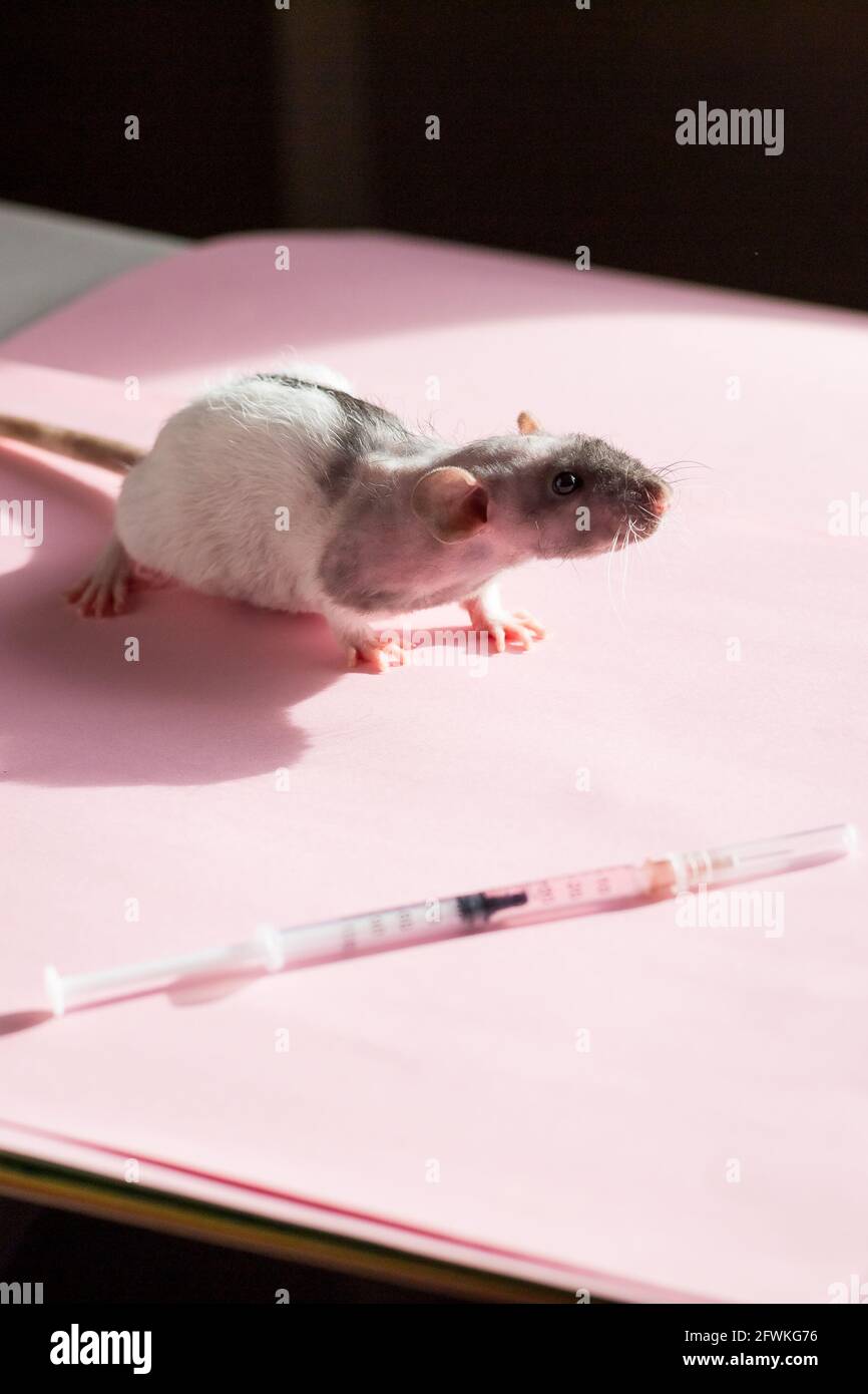 Subcutaneous Injection In Mice