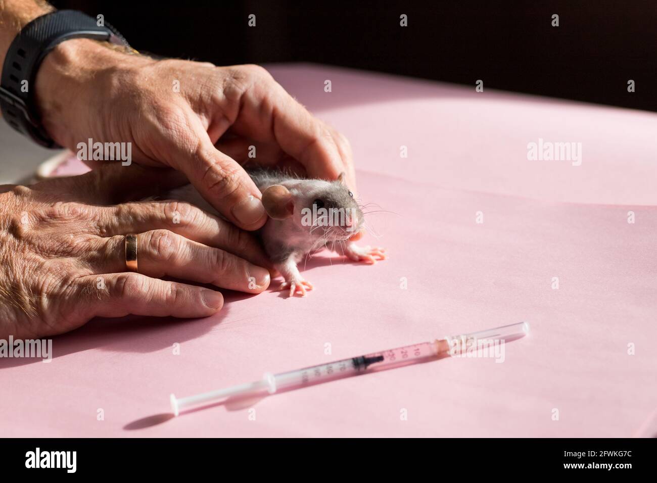 Animal test. Researcher injects drug, vaccine into the small laboratory ...