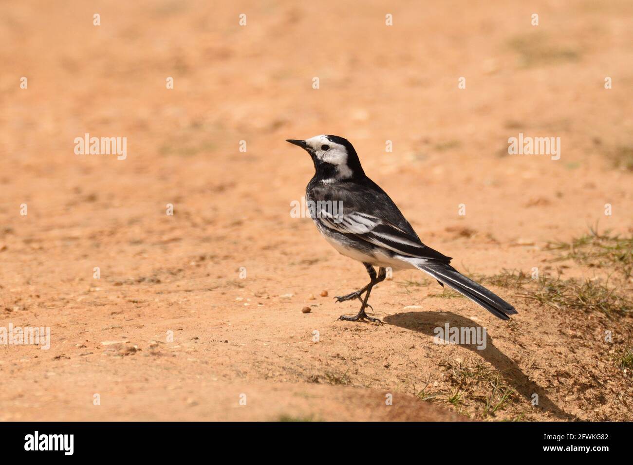 White wagtail walking hi-res stock photography and images - Alamy
