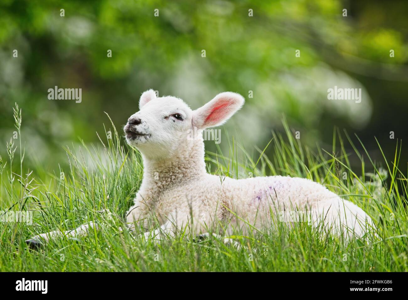 Laying down in grass hi-res stock photography and images - Alamy