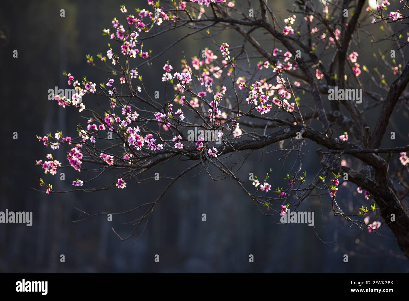 The awaken of spring Stock Photo - Alamy
