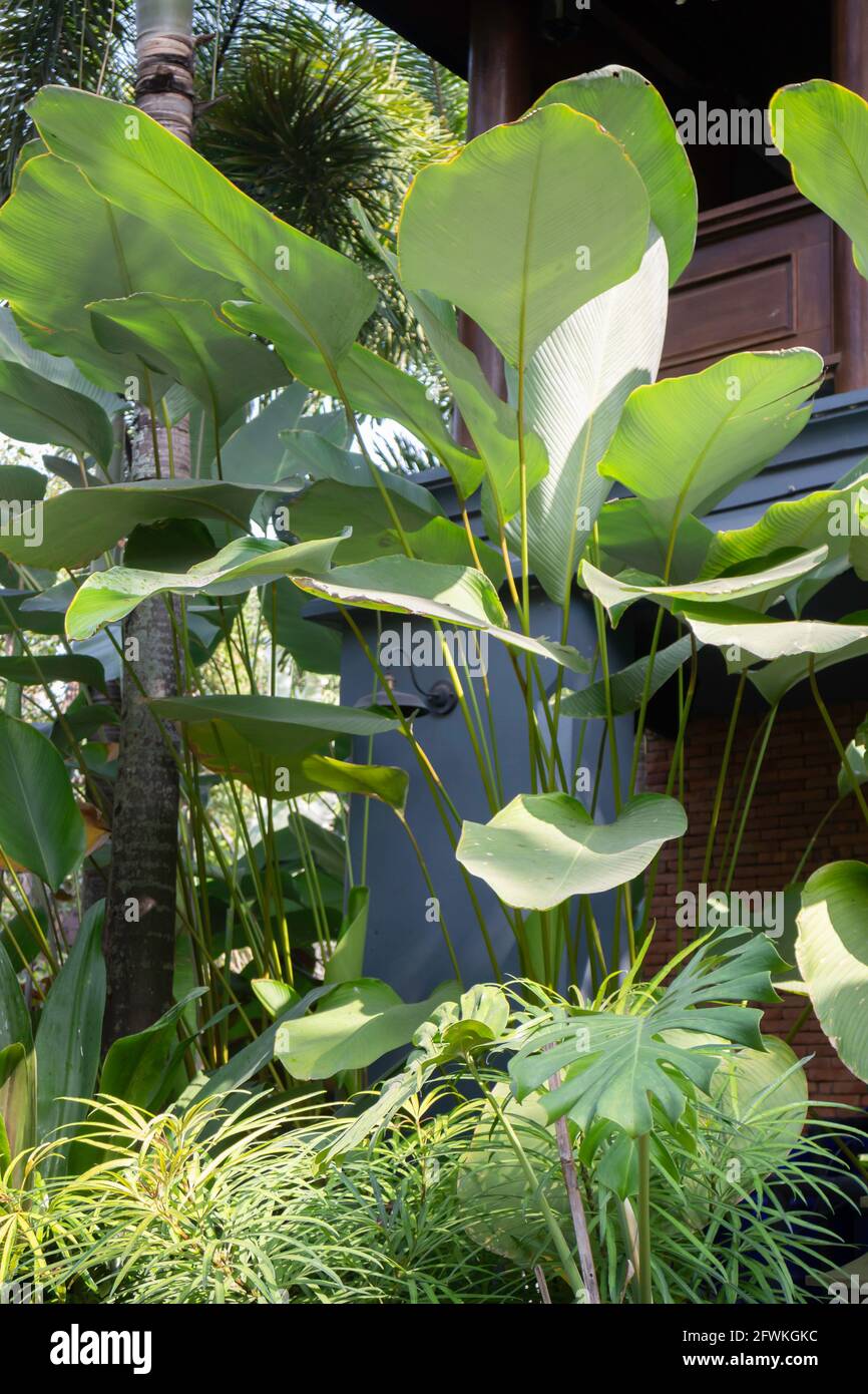 Green outdoors garden plants in resort, stock photo Stock Photo - Alamy