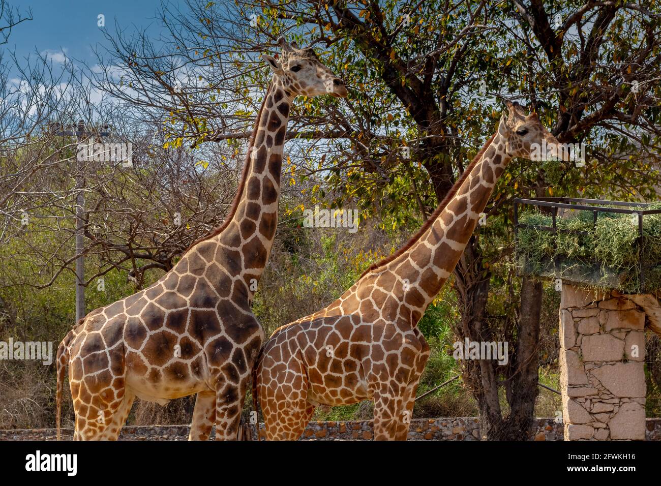 Head shot two giraffes hi-res stock photography and images - Alamy