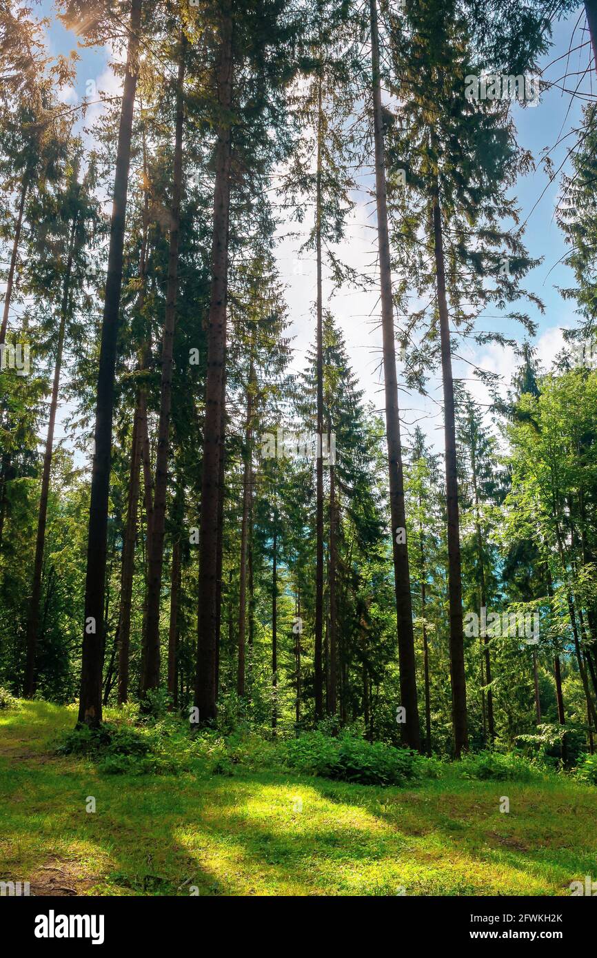 Dense mixed green forest view hi-res stock photography and images - Alamy