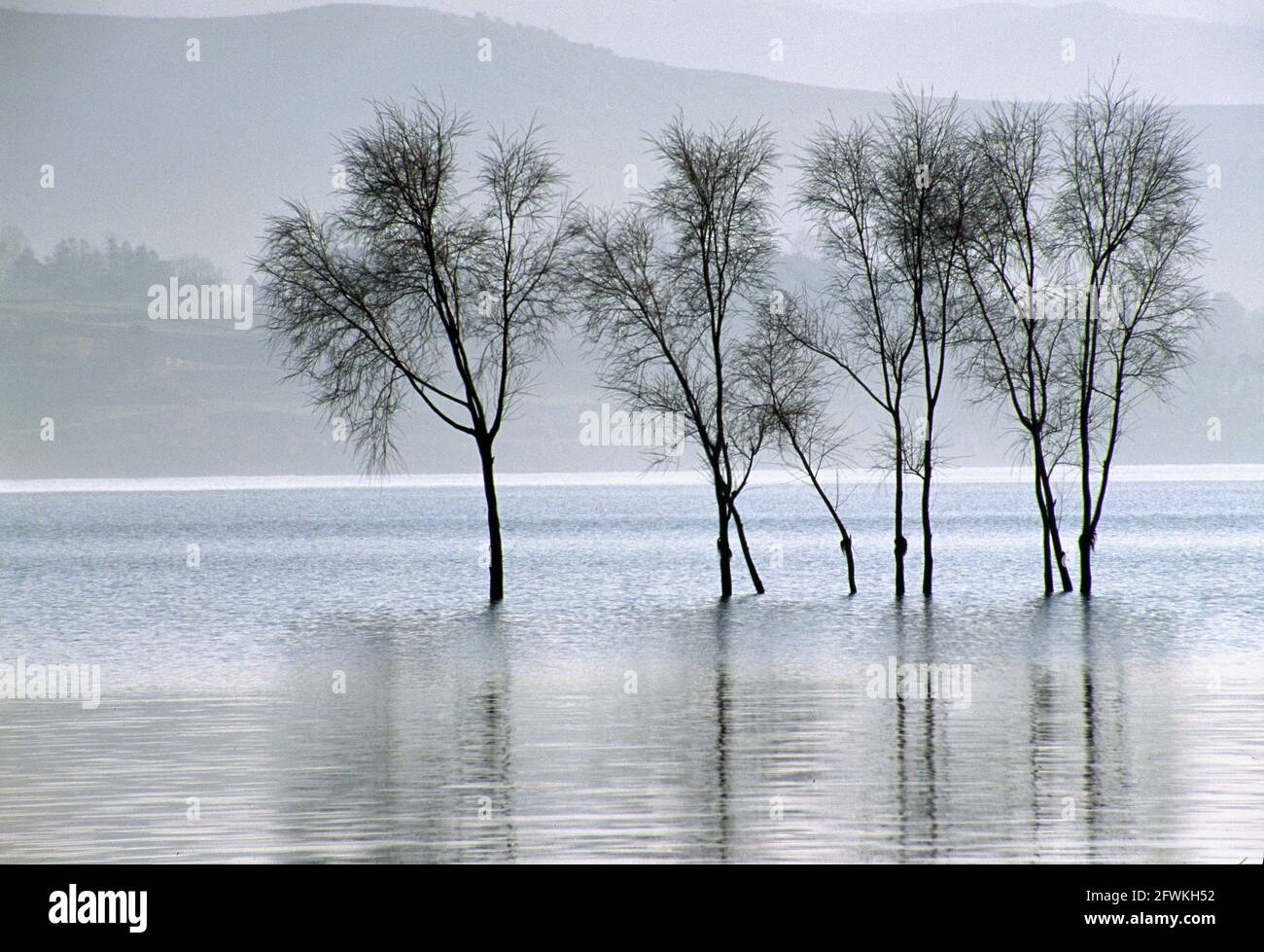 The water tree Stock Photo - Alamy