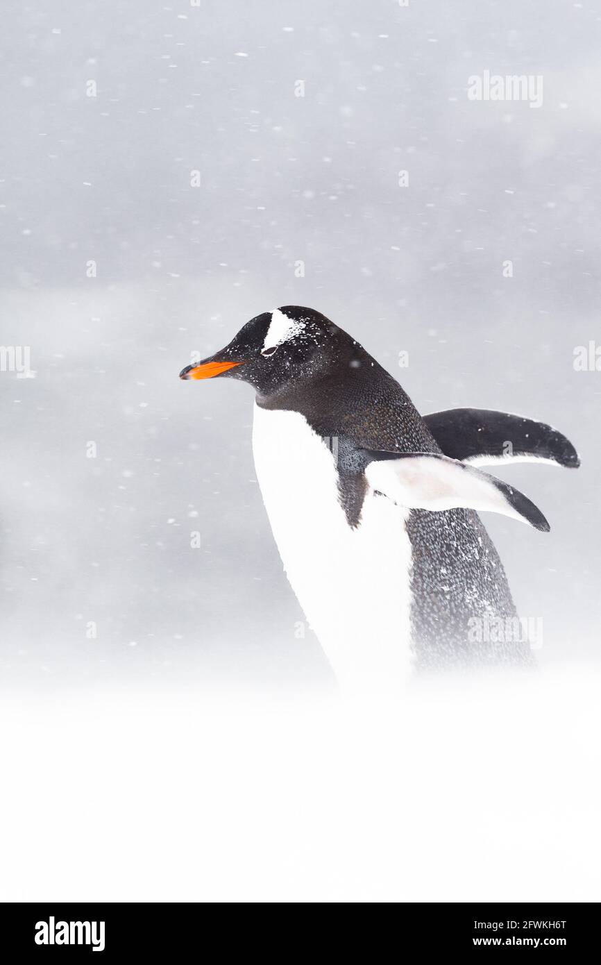 Penguin snow white antarctica hi-res stock photography and images - Alamy