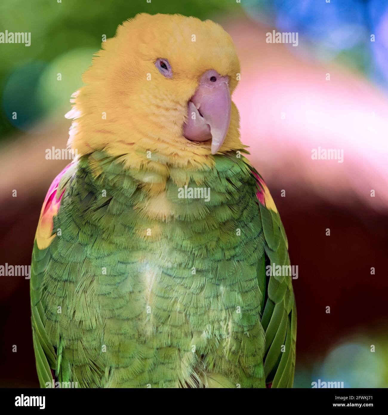 Tropical, exotic, talking, macaw, parrot, bird, wildlife animal ...
