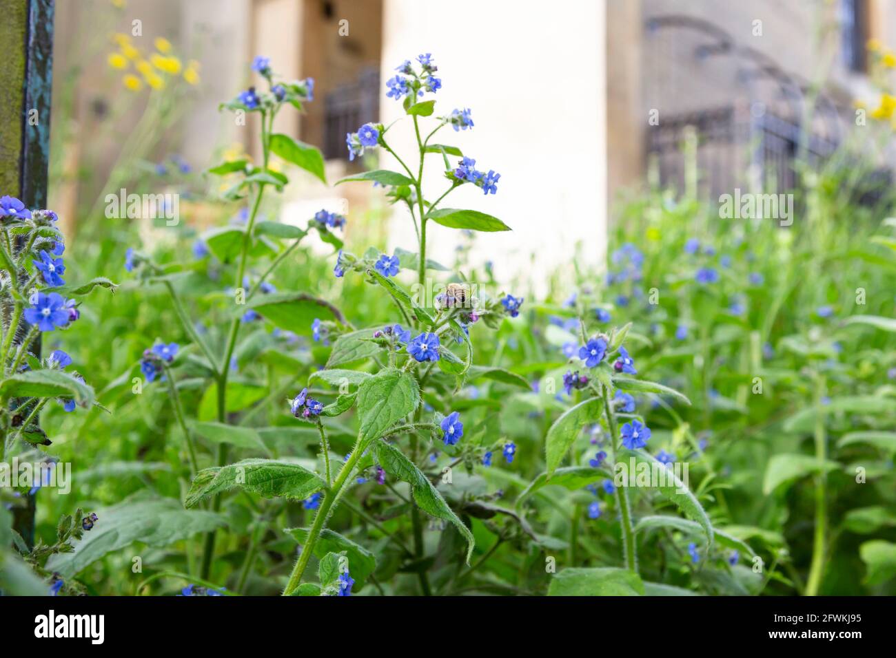 Purple flowers church in background hi-res stock photography and images ...