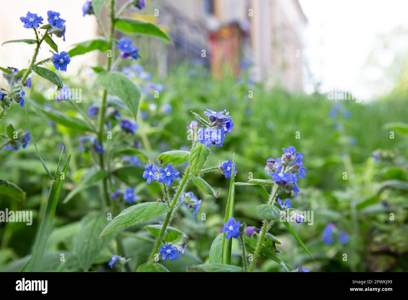 Purple flowers church in background hi-res stock photography and images ...