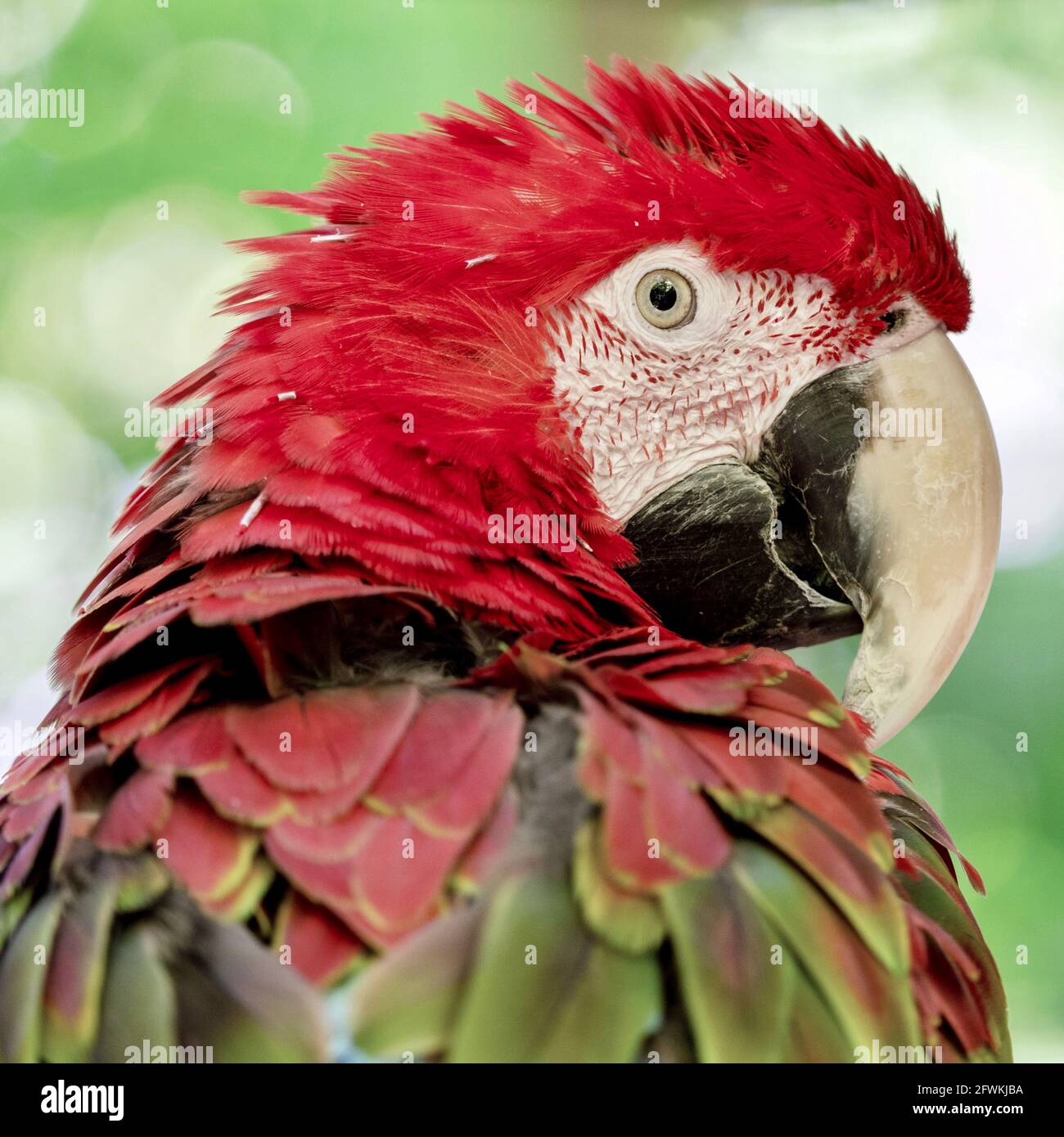 Tropical, exotic, talking, macaw, parrot, bird, wildlife animal ...