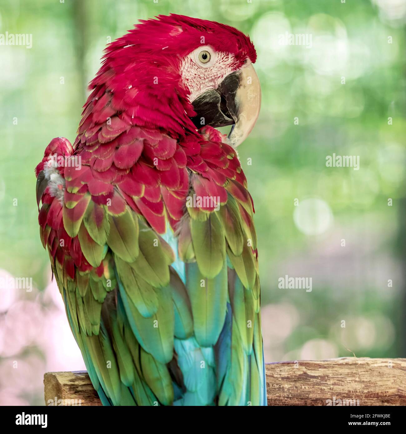 Tropical, exotic, talking, macaw, parrot, bird, wildlife animal ...