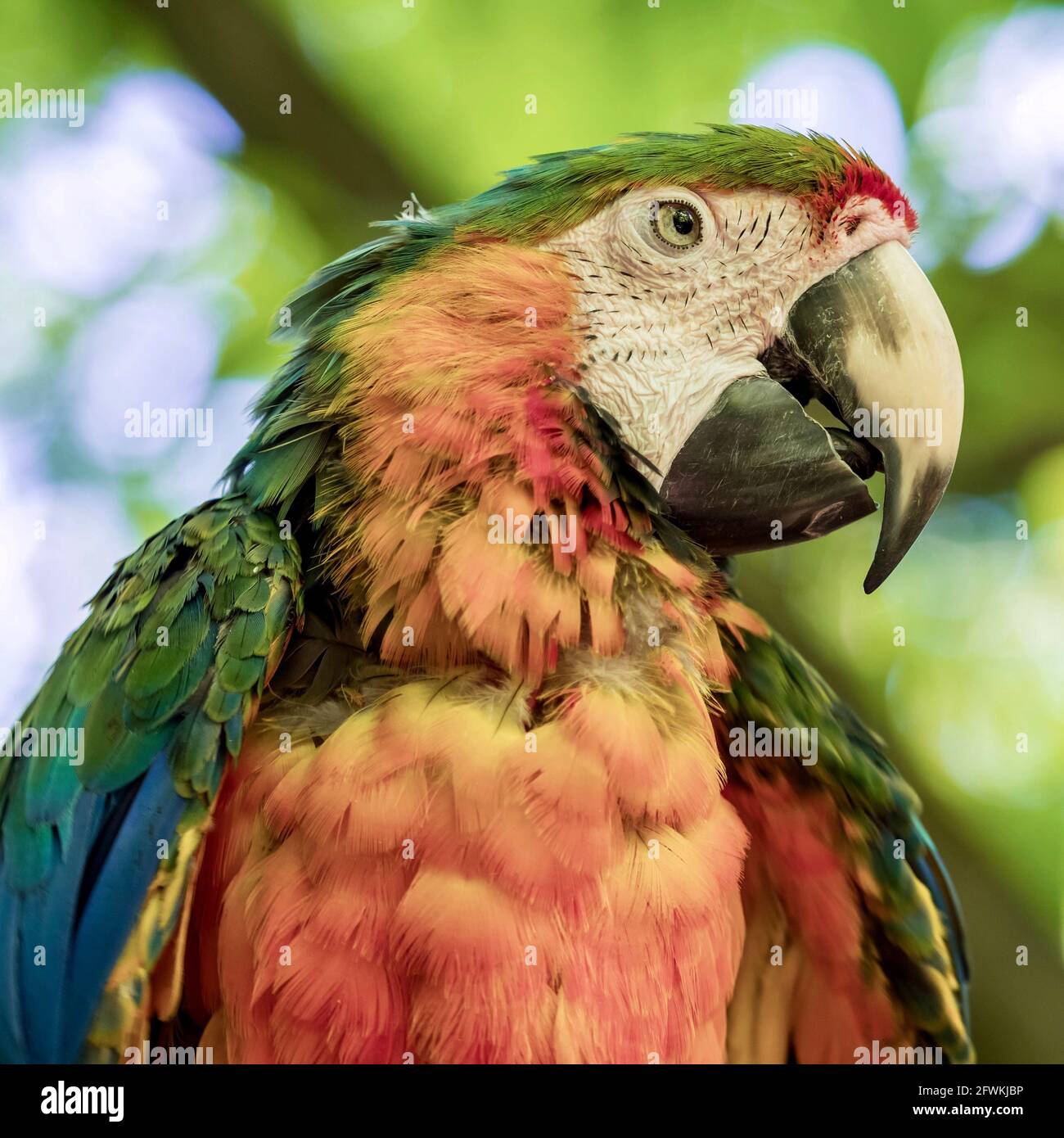 Tropical, exotic, talking, macaw, parrot, bird, wildlife animal ...