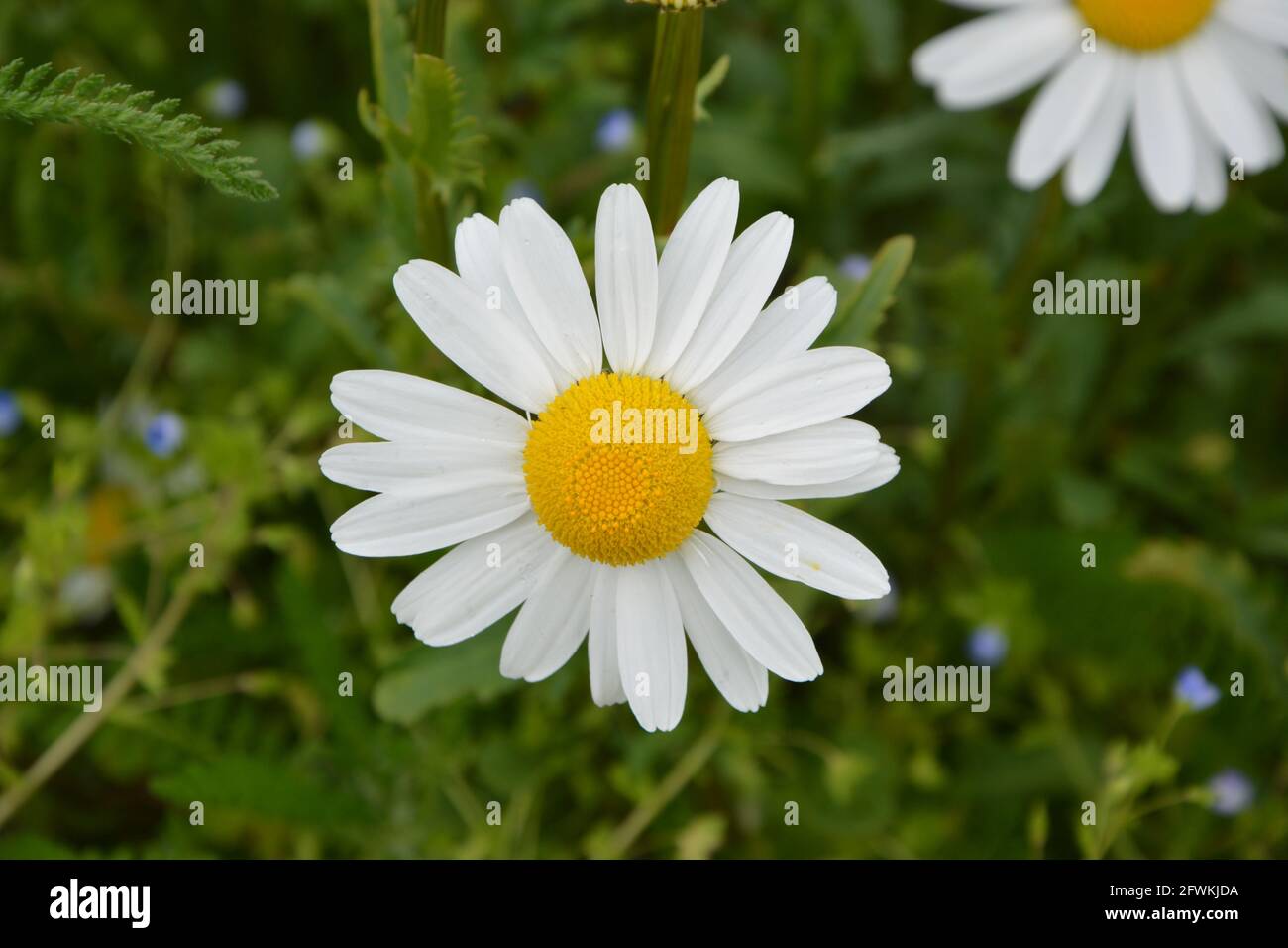 Daisy Flower, Field Daisies, Daisy in Bloom DSLR Stock Photo - Alamy