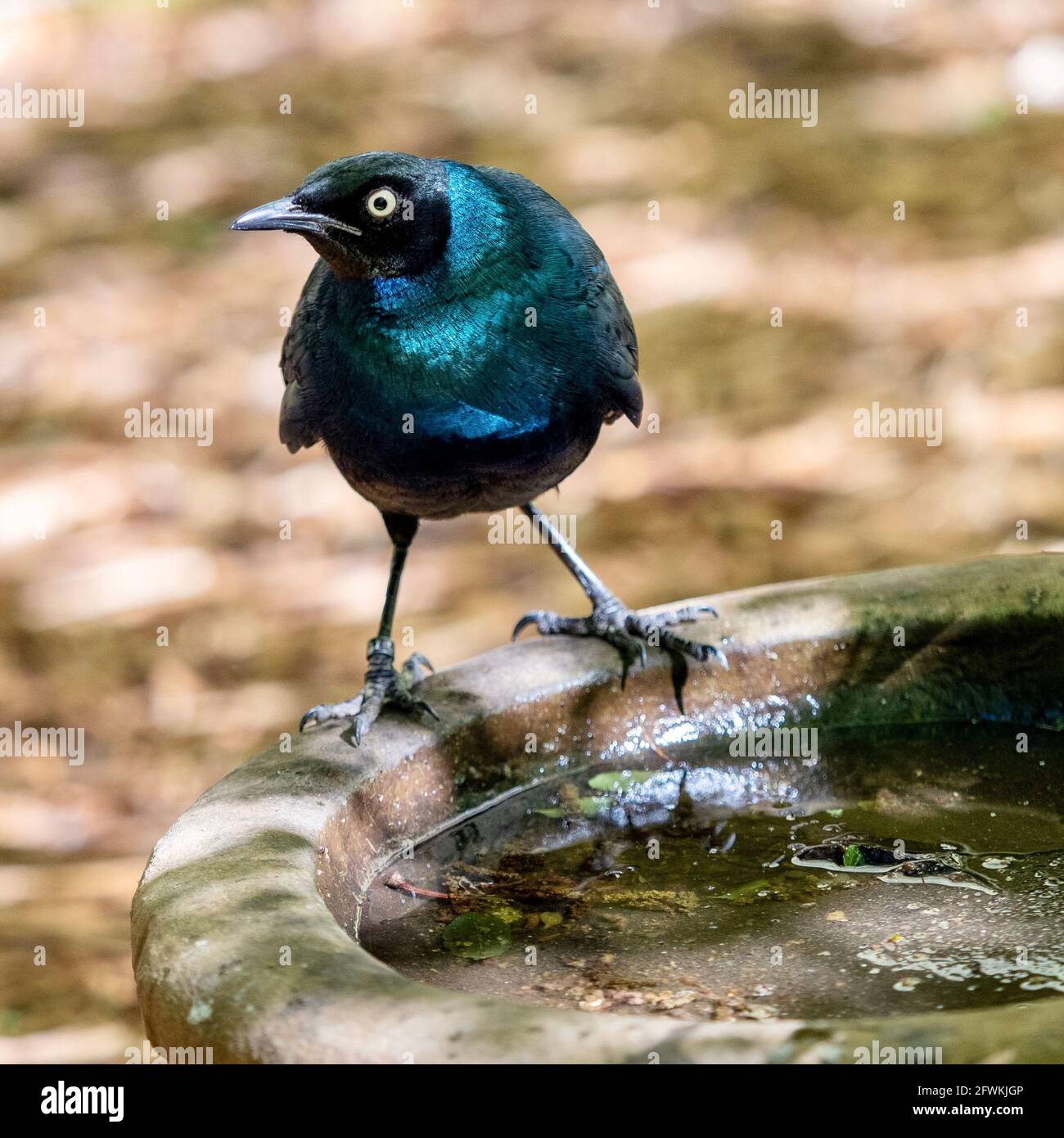 Tropical, exotic, talking, macaw, parrot, bird, wildlife animal ...
