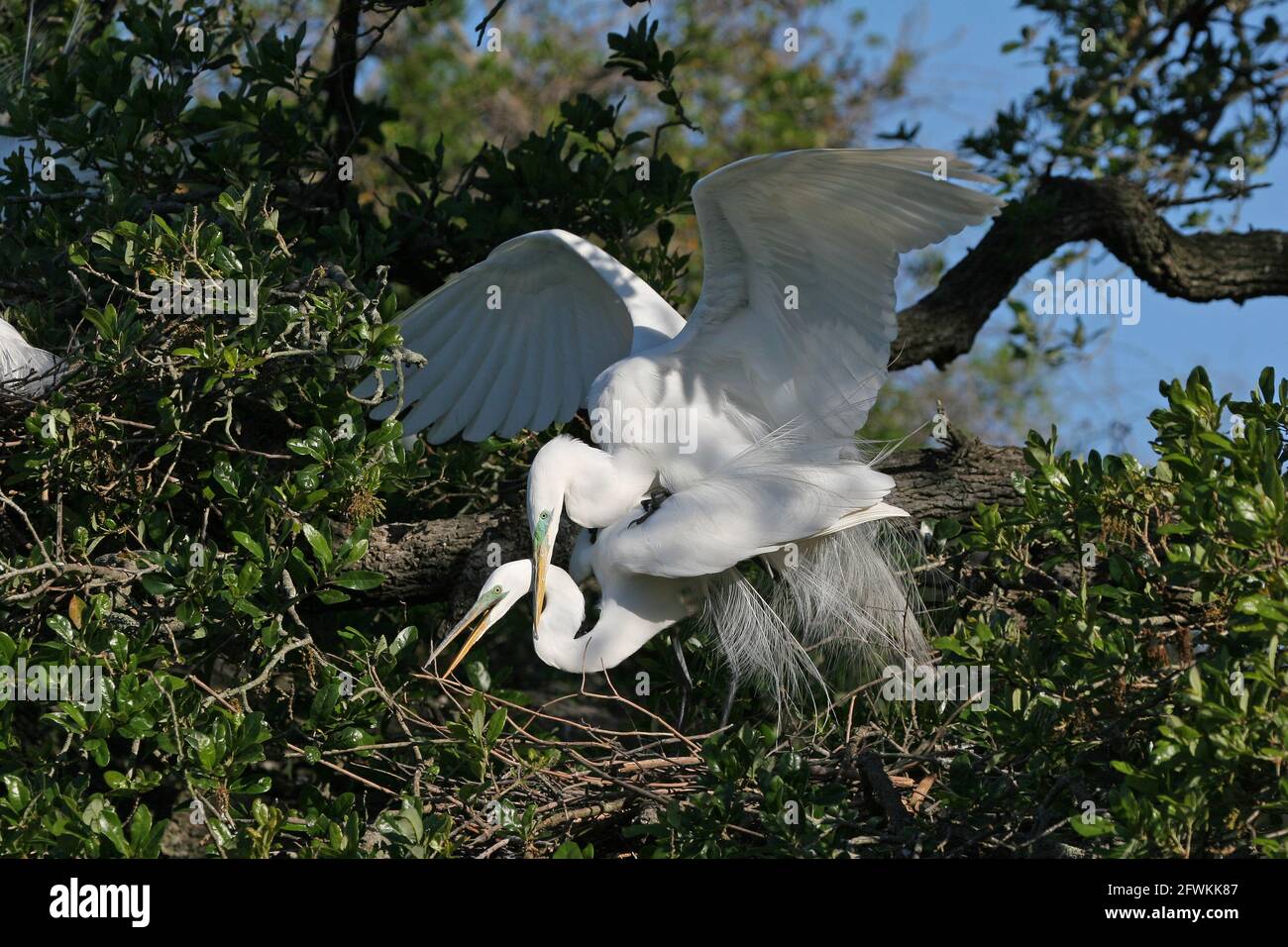 Great Egrets - Ardea alba - mating in oak tree in Saint Augustine ...